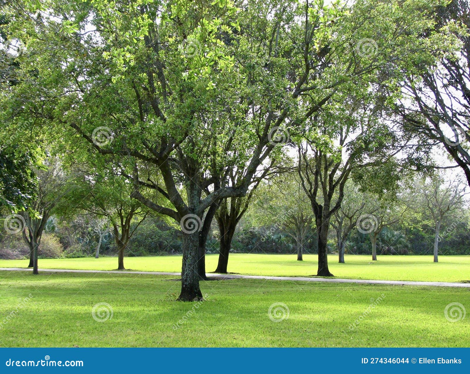 Trees, Grass and Walking Path in a Park Stock Photo - Image of summer ...
