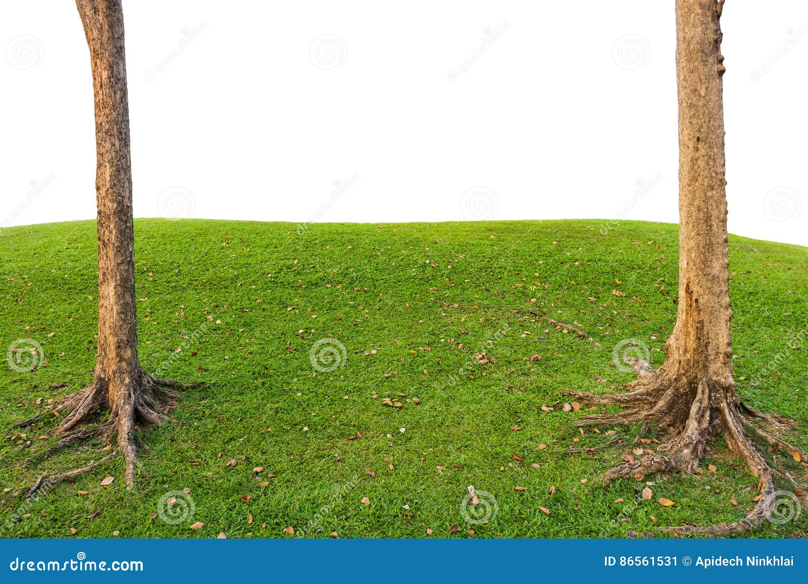 Trees and Grasses Covering Mound Stock Image - Image of trunk, grasses ...
