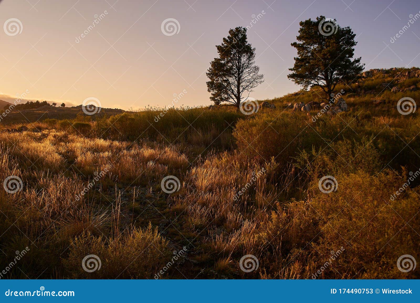 Trees and Grasses on a Hill with a Scenery of Sunset Stock Image ...