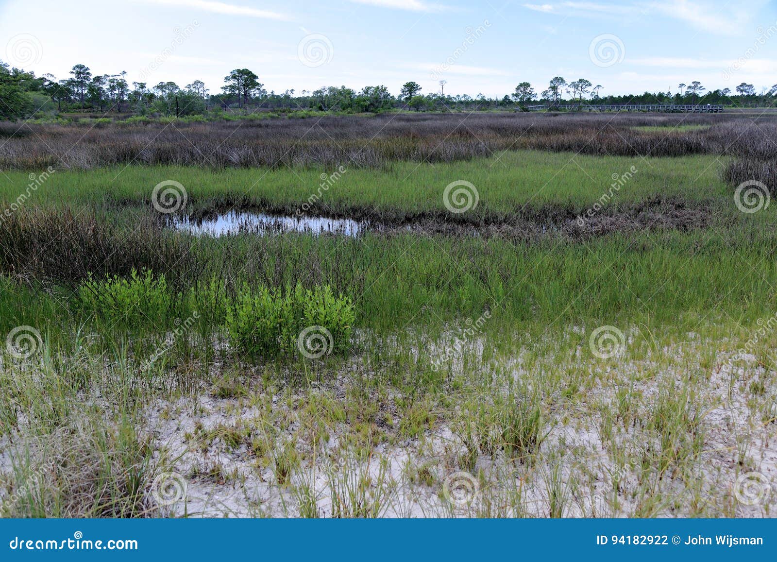 Trees and Grasses in a Saltwater Marsh Stock Photo - Image of sand ...