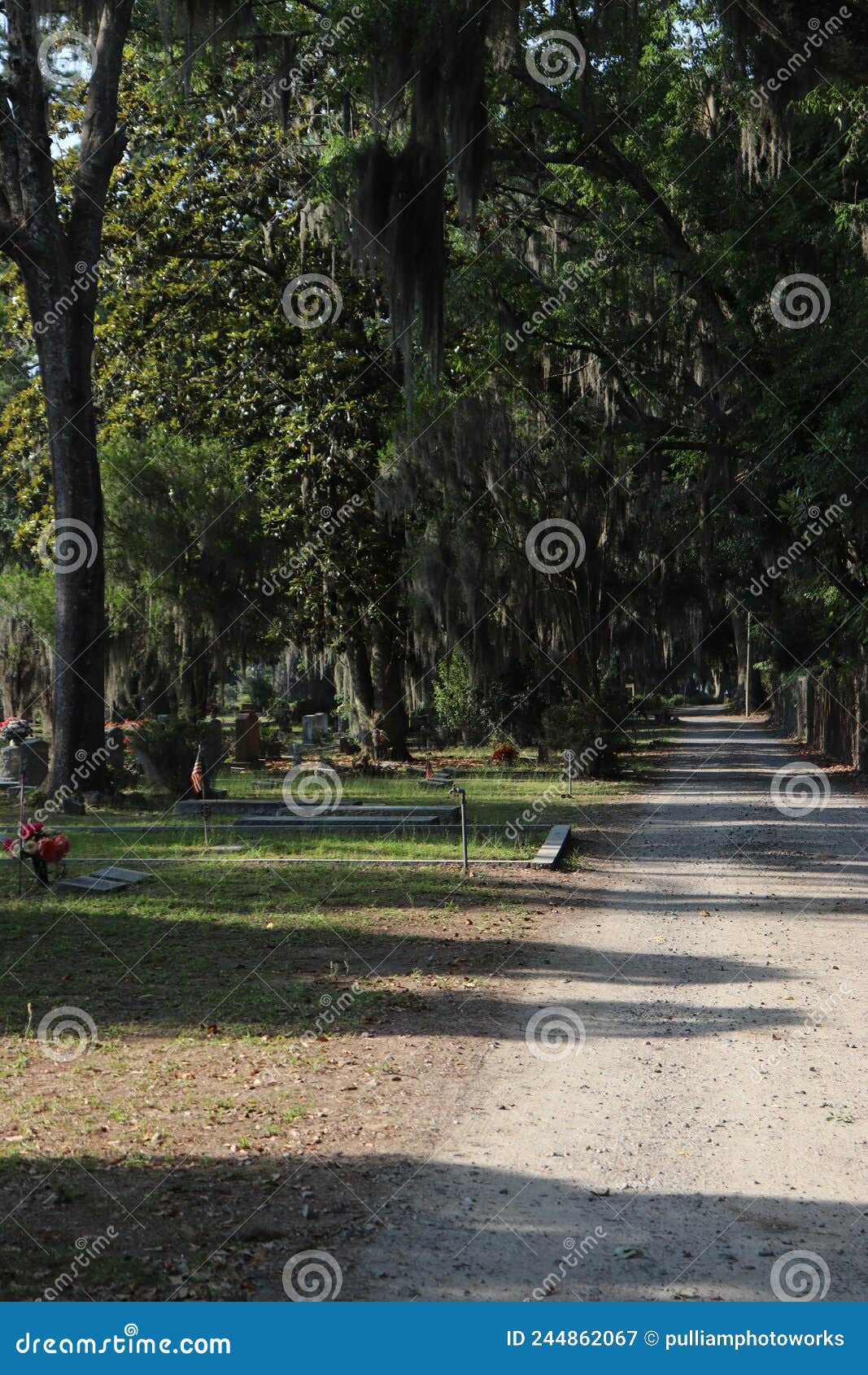 Trees with Graves in Cemetery Stock Image - Image of plant, side: 244862067