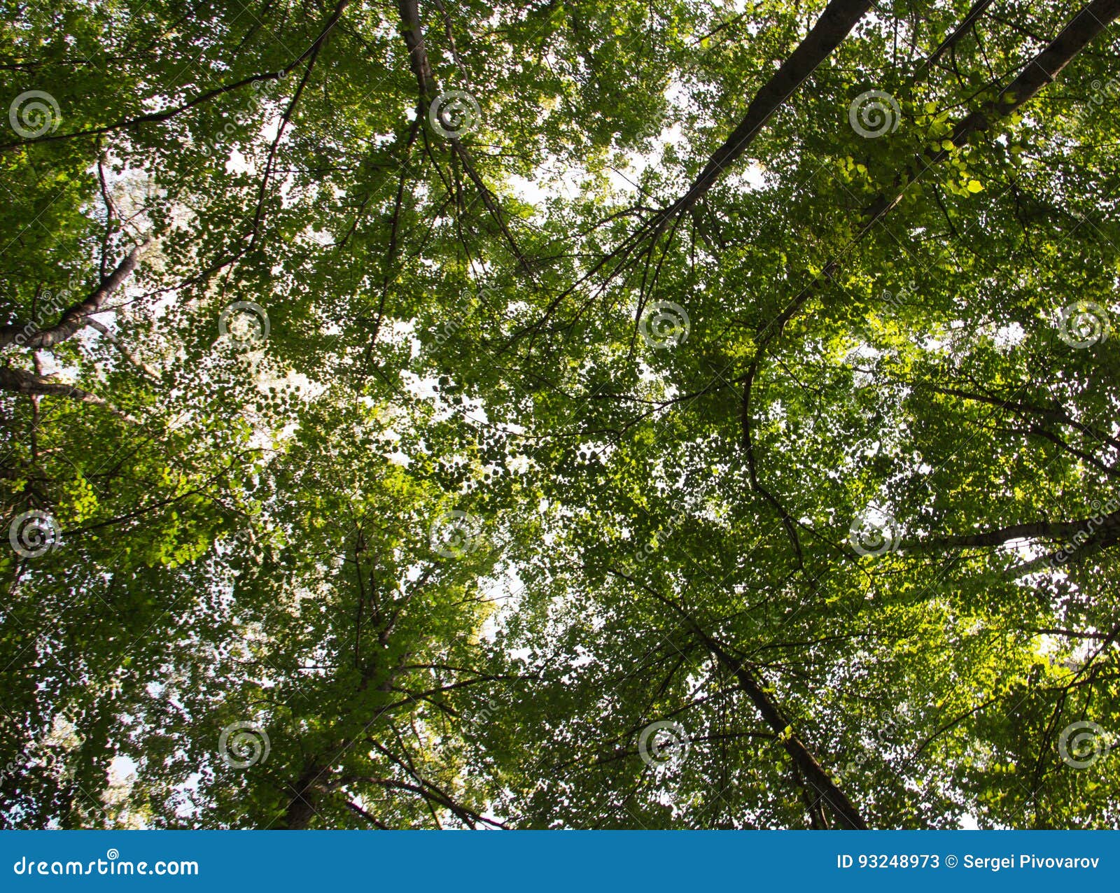 The Trees are Green Day Beautiful Sunny Stock Image - Image of nature ...