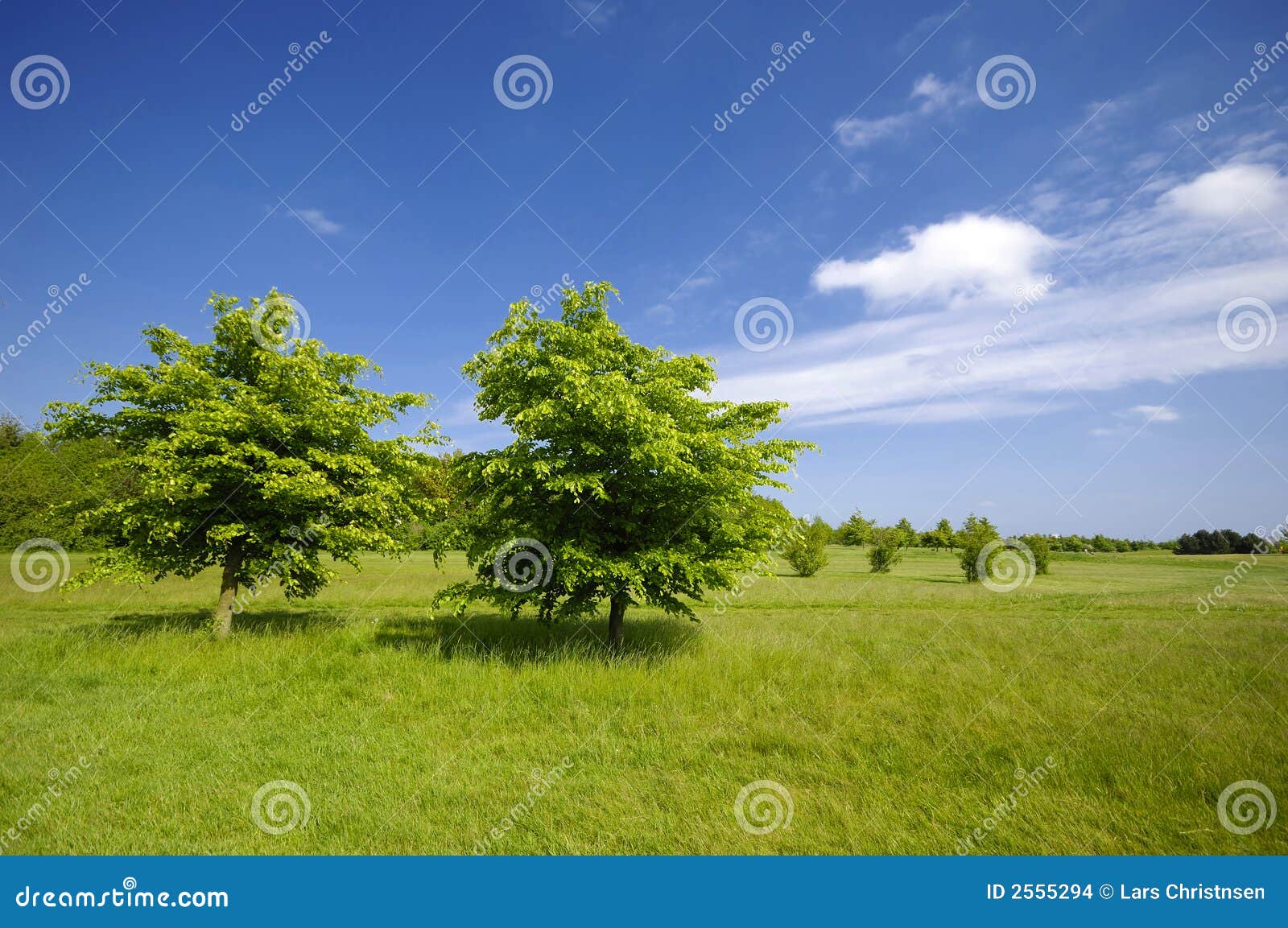 Trees on green field stock photo. Image of agriculture - 2555294