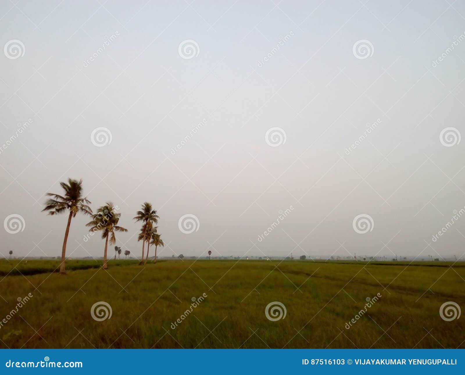 The Trees in the Green Fields - a Distant View Stock Image - Image of ...