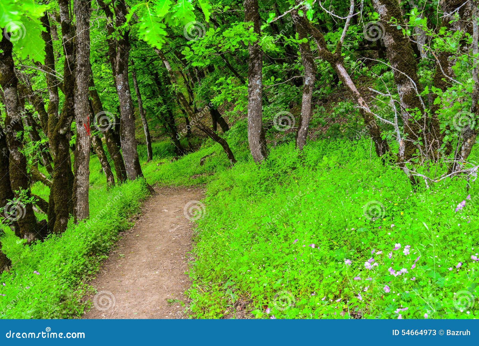 Trees in Green Forest, Footpath Stock Image - Image of flower ...