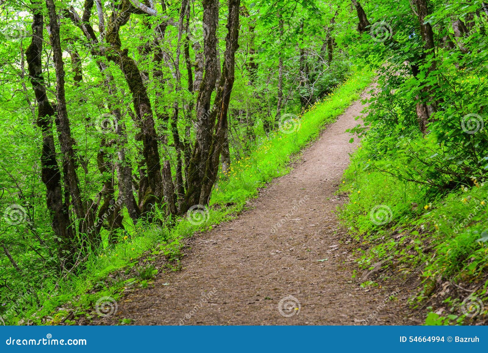 Trees in Green Forest, Footpath Stock Photo - Image of footpath, green ...