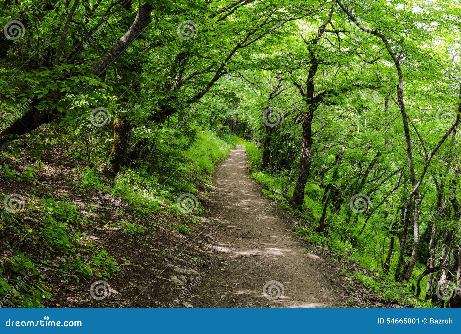 Trees in Green Forest, Footpath Stock Image - Image of grass, tree ...