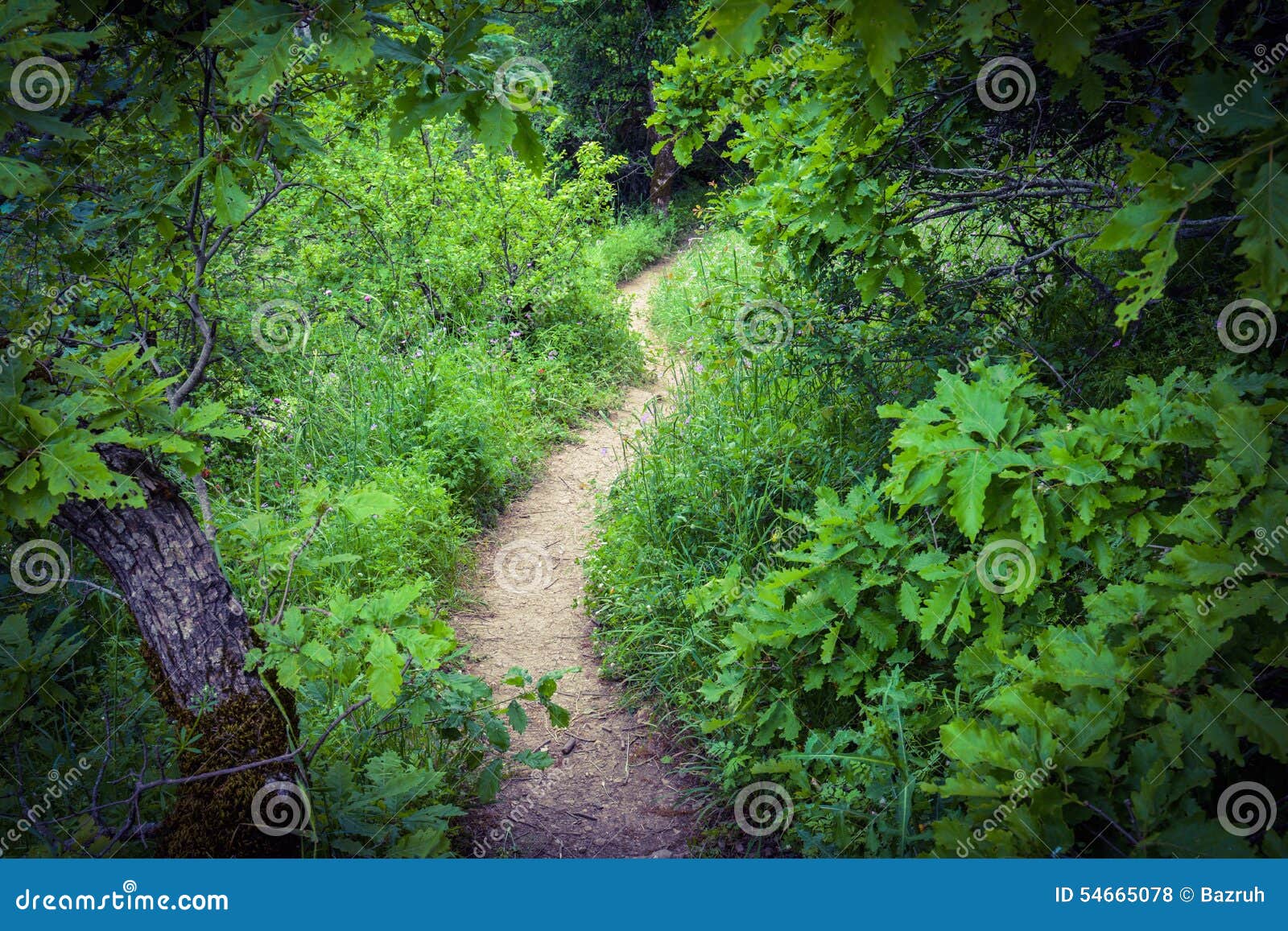 Trees in Green Forest, Footpath Stock Photo - Image of trunk, moss ...