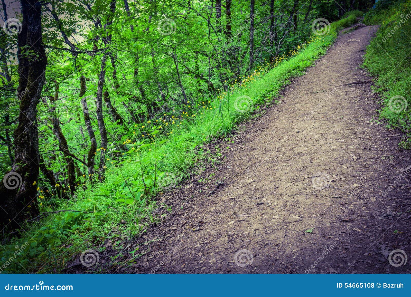 Trees in Green Forest, Footpath Stock Photo - Image of nature, dense ...