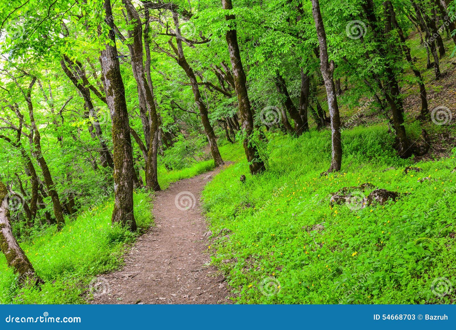 Trees in Green Forest, Footpath Stock Image - Image of moss, flower ...