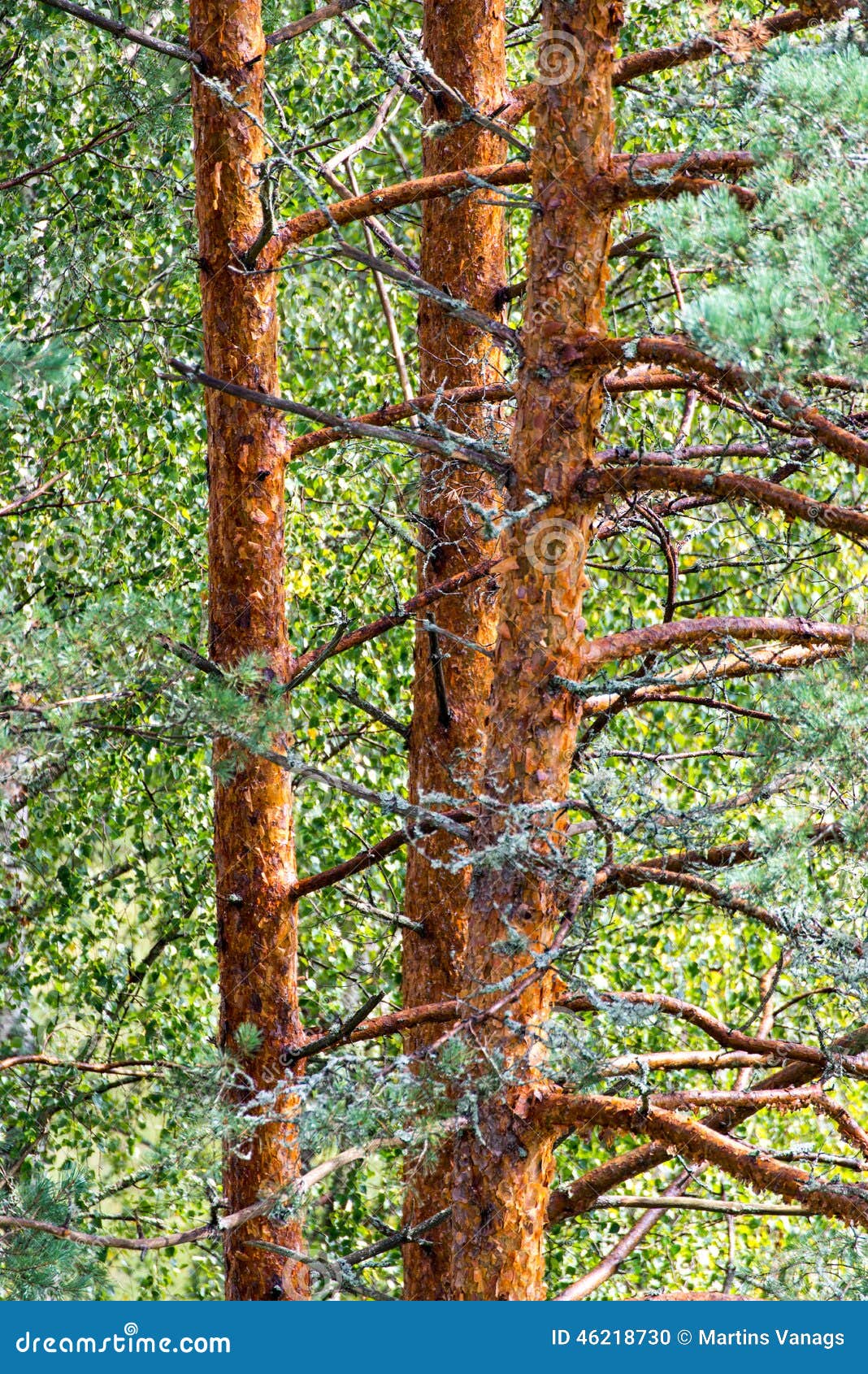 Trees in Green Forest with Moss and Autumn Colors Stock Photo - Image ...