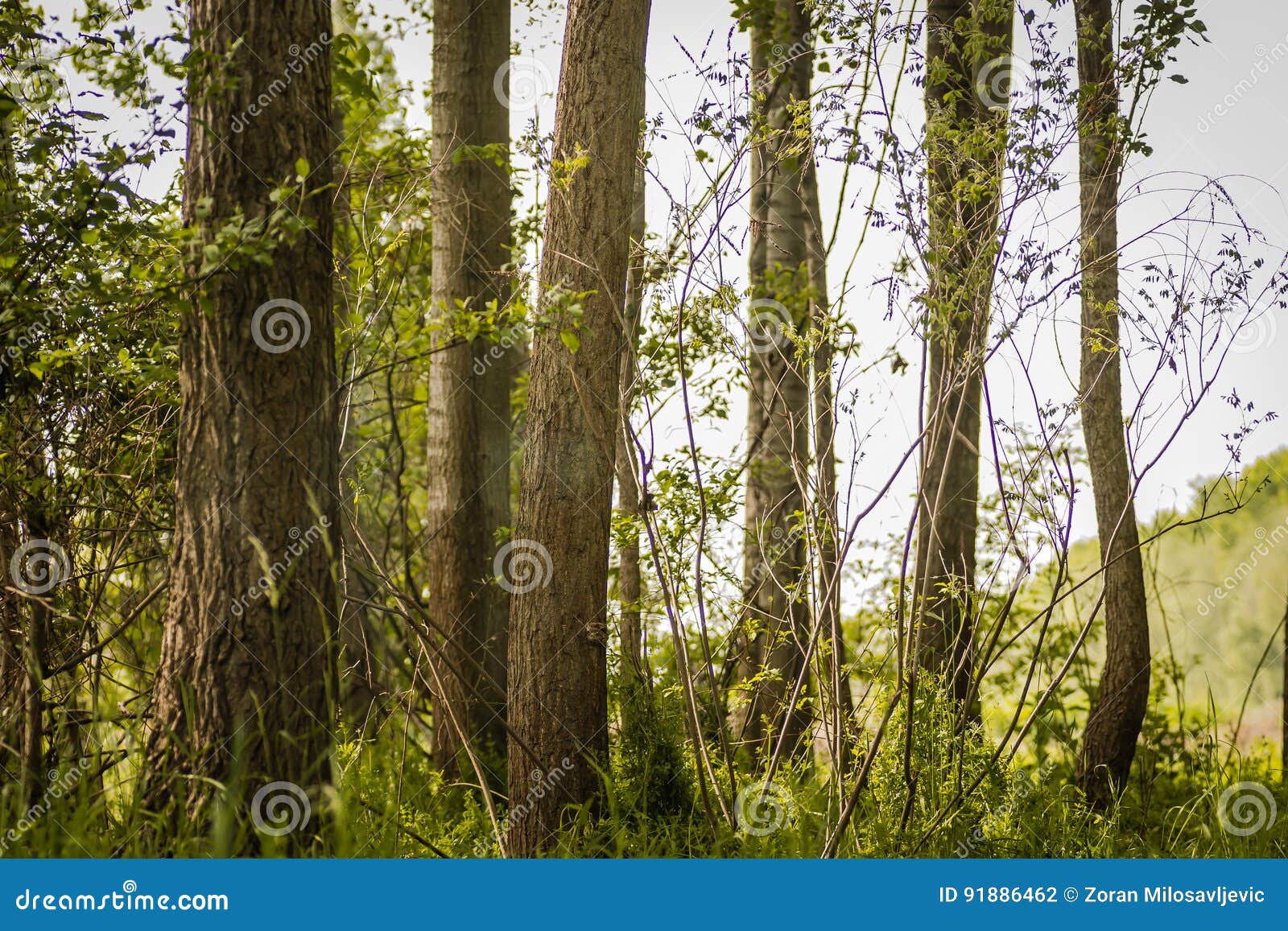 Trees in green forest stock photo. Image of environment - 91886462
