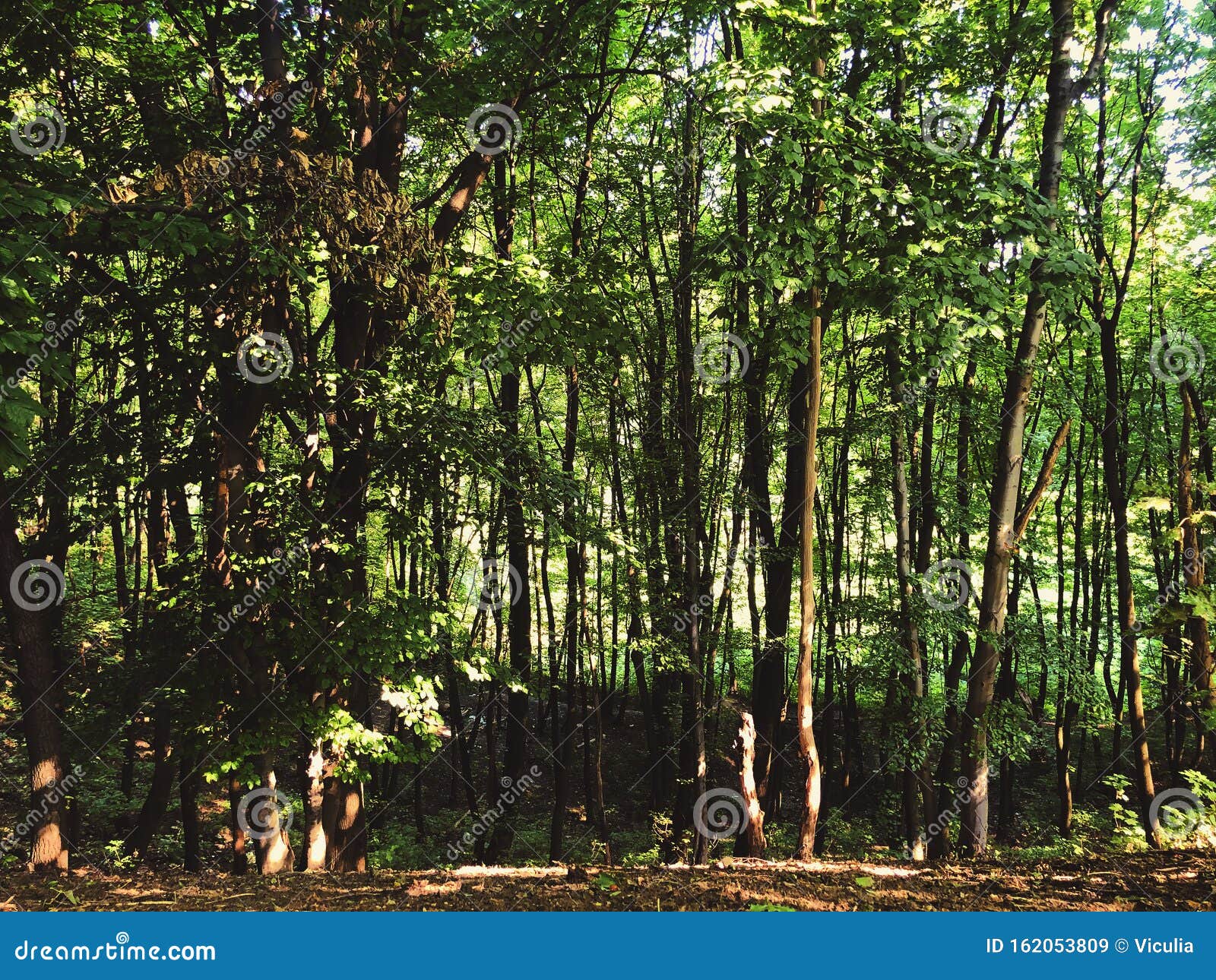 Trees in a Green Forest in Spring. Stock Image - Image of environment ...