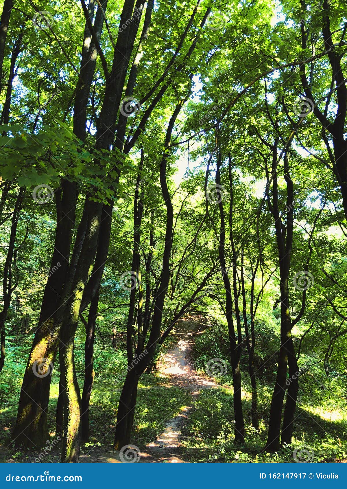 Trees in a Green Forest in Spring. Stock Image - Image of scene, sunny ...