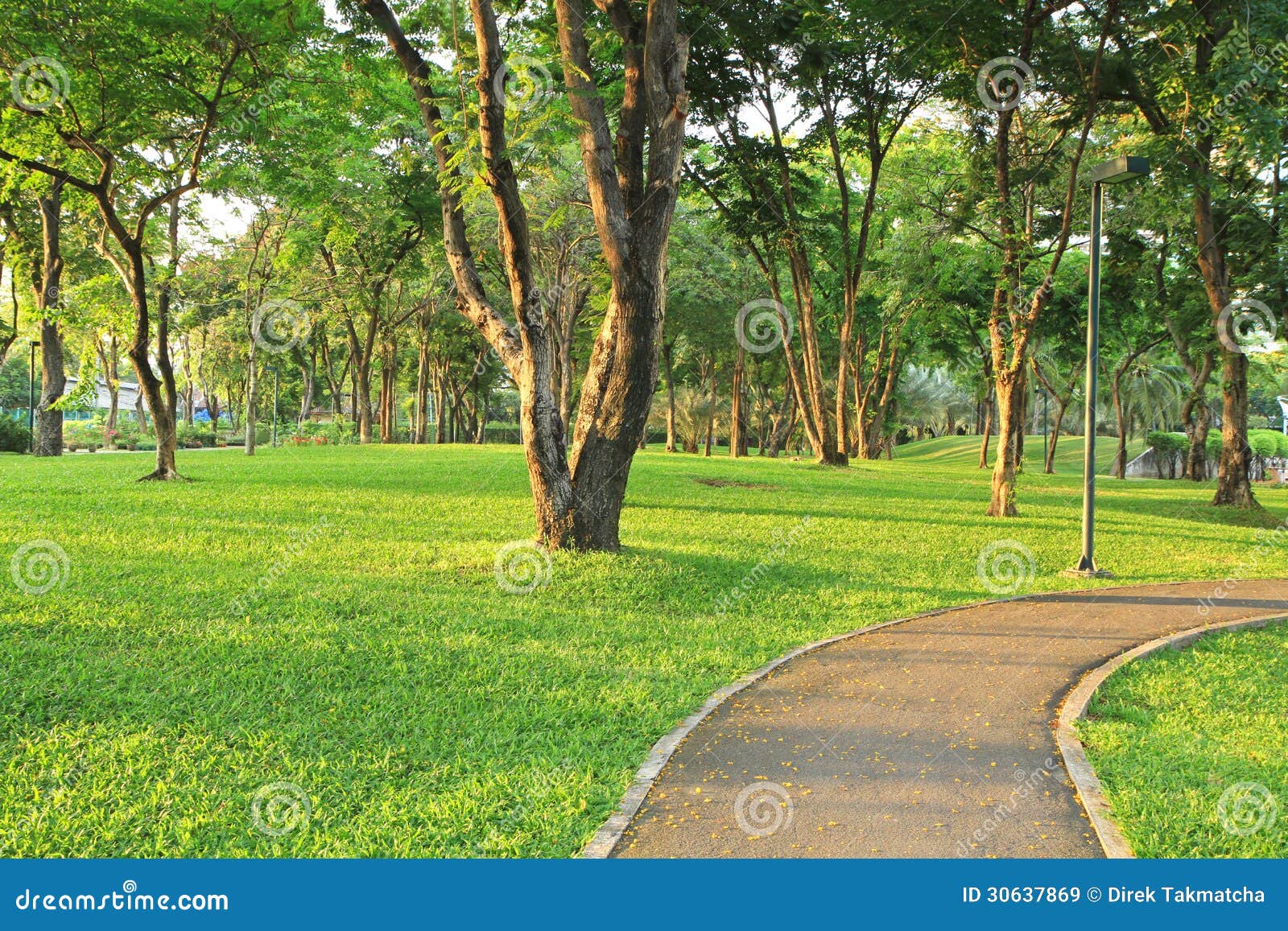 Trees and Green Grass in the Park Stock Image - Image of scenery, trunk ...