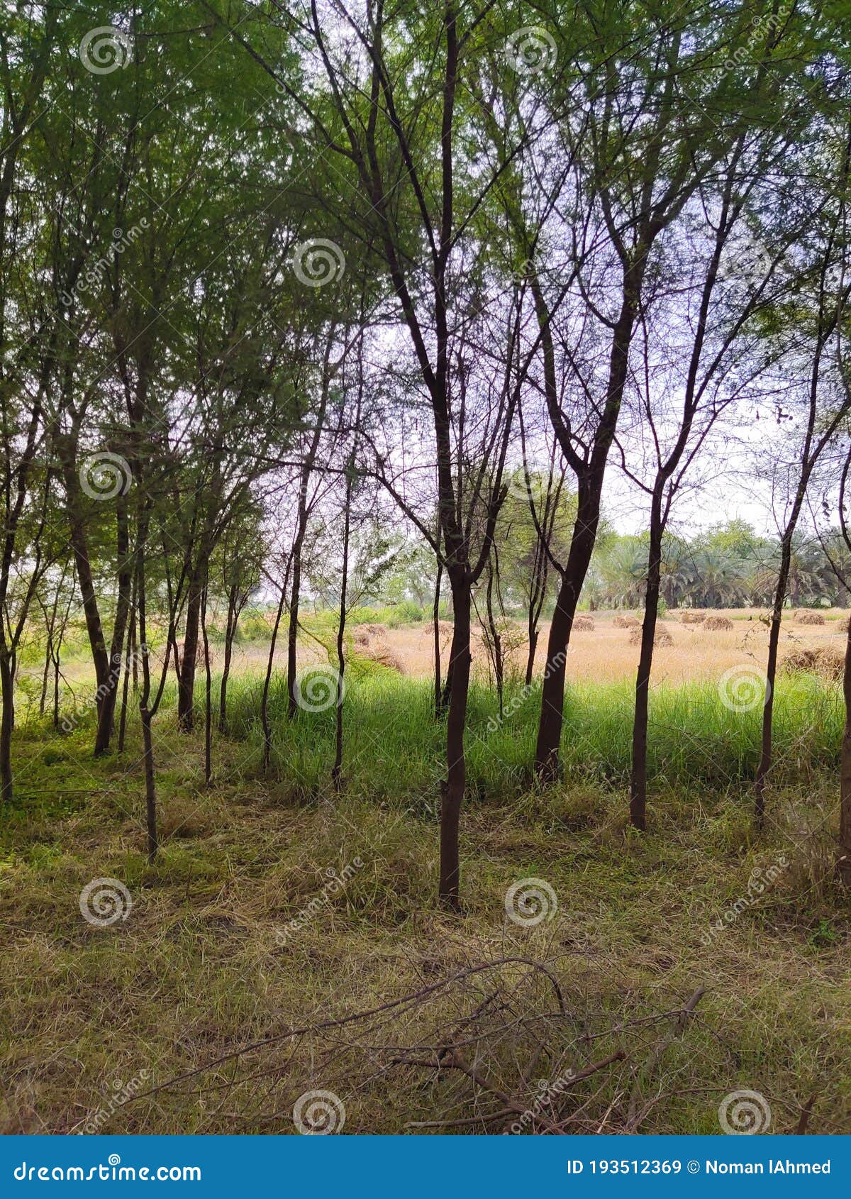 Trees and green grass. stock image. Image of plant, grove - 193512369