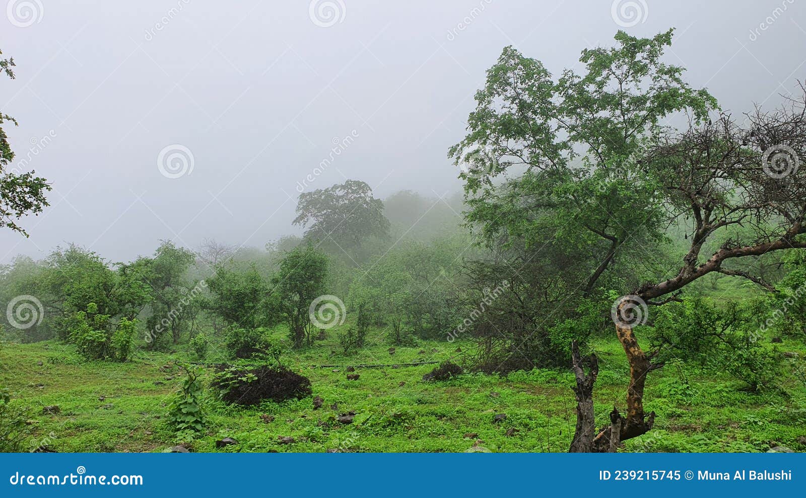 Trees , green, jungle stock image. Image of jungle, flower - 239215745
