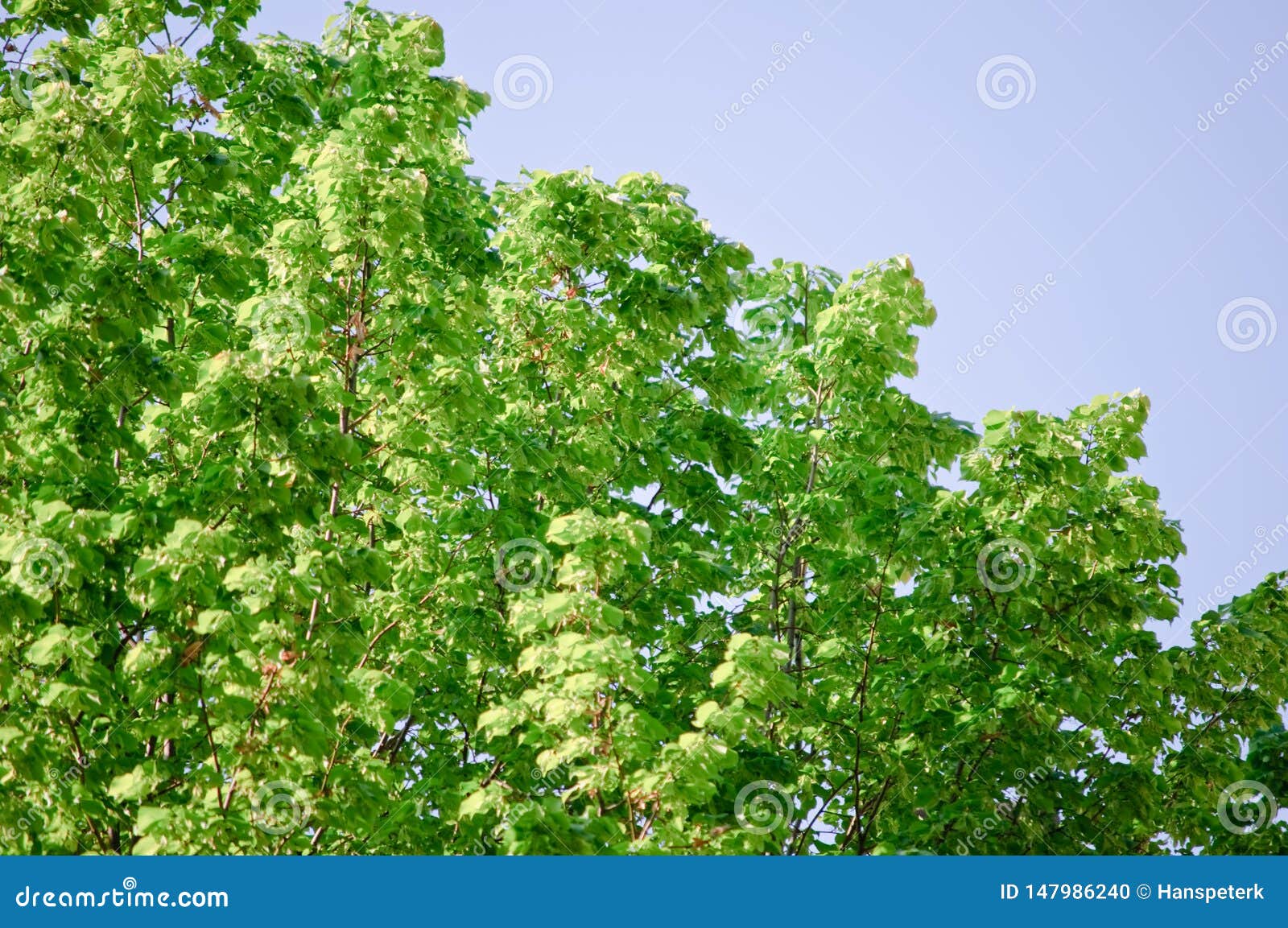 Trees with green leaves stock photo. Image of blue, spring - 147986240