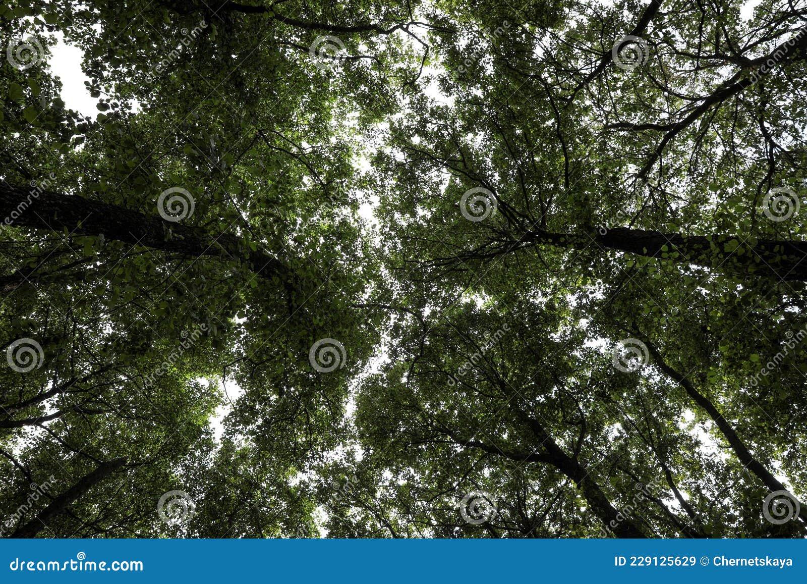 Trees with Green Leaves in Forest, Bottom View Stock Image - Image of ...