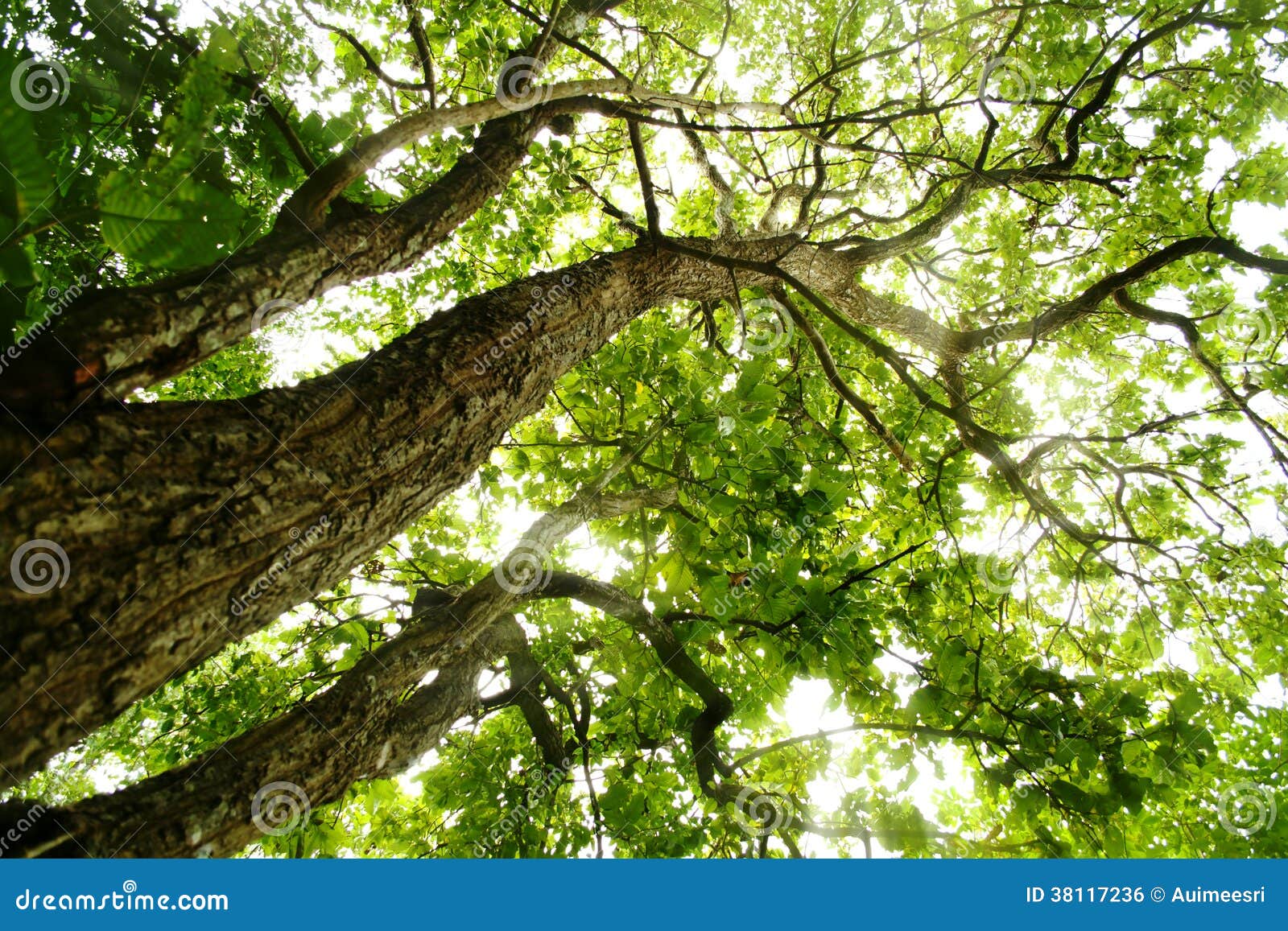 Trees with green leaves stock photo. Image of summer - 38117236