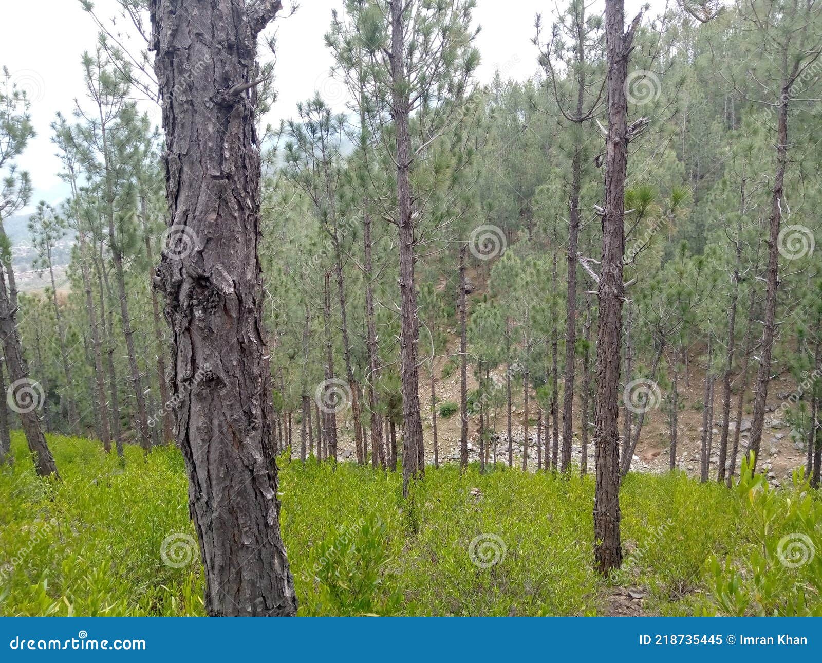 Forist Trees Photos - Free & Royalty-Free Stock Photos from Dreamstime