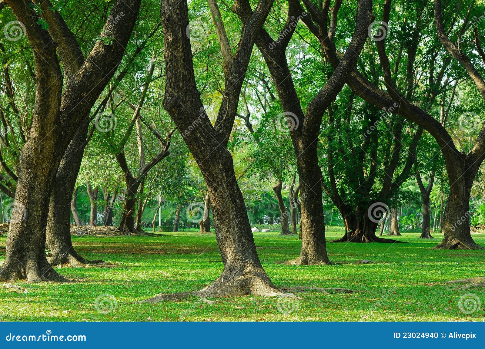 Trees in a green park stock photo. Image of environment - 23024940
