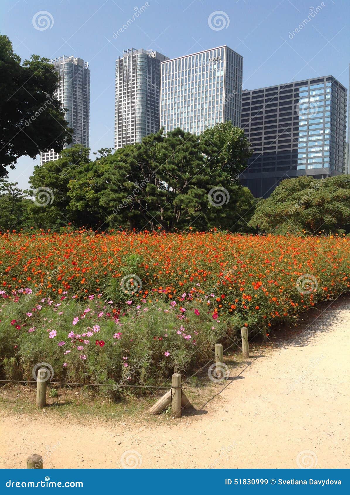 Trees in a Green Park in Tokyo Editorial Stock Image - Image of garden ...