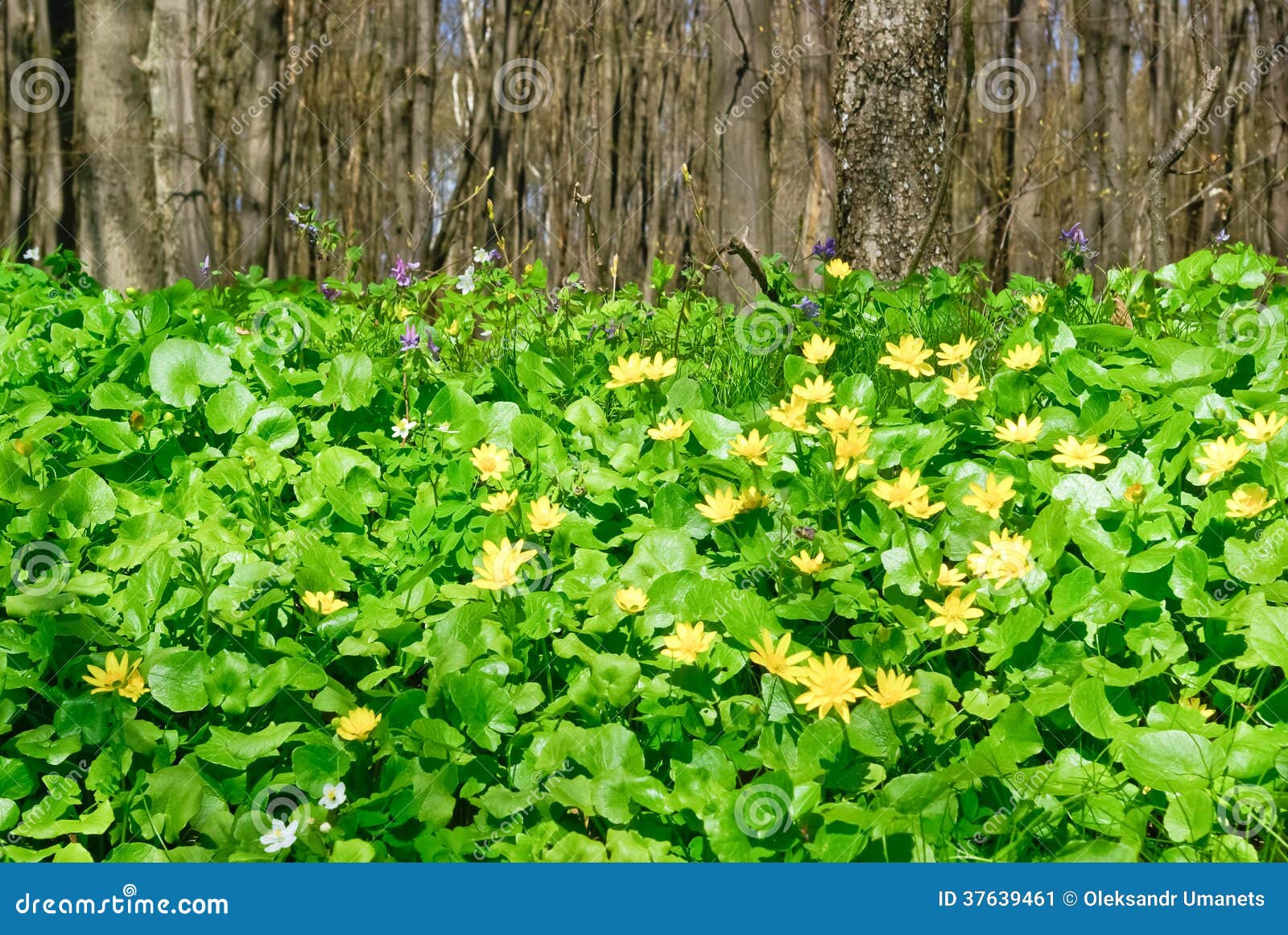 Trees and Green Plants in the Spring Forest Stock Image - Image of ...