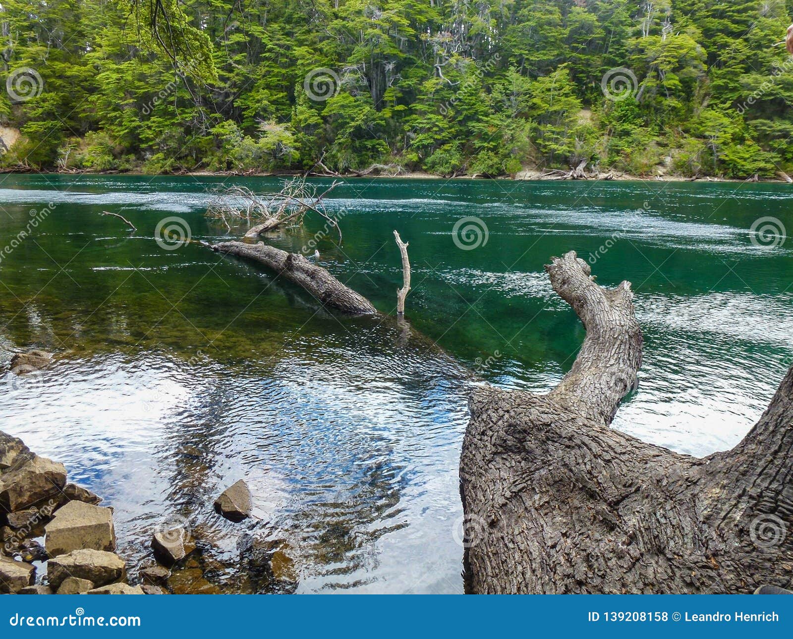 The Trees on the Green River Stock Photo - Image of green, cypress ...