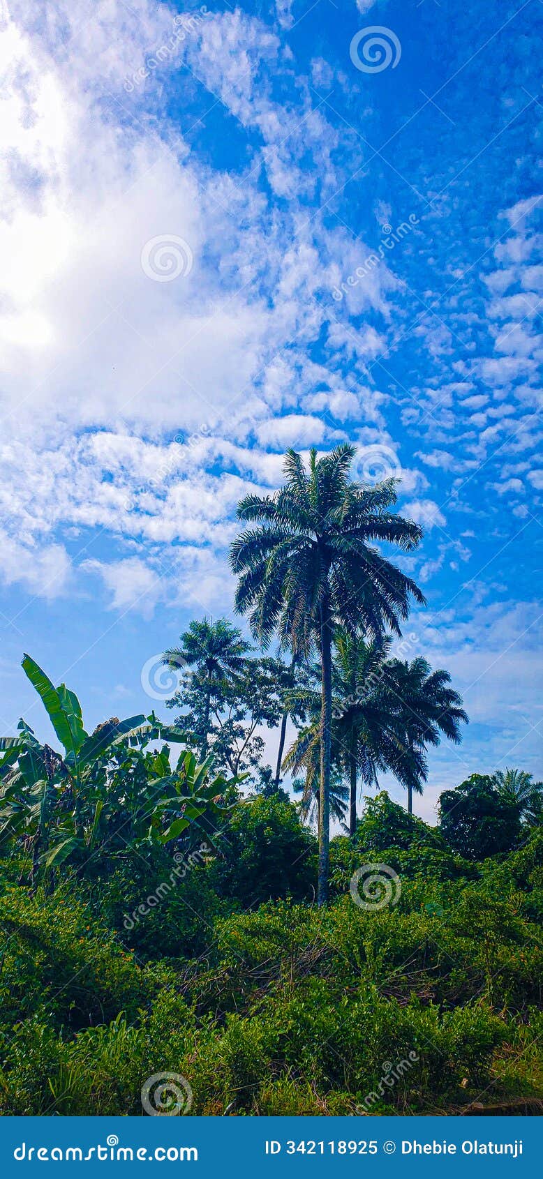 Trees green sky blue life stock image. Image of life - 342118925