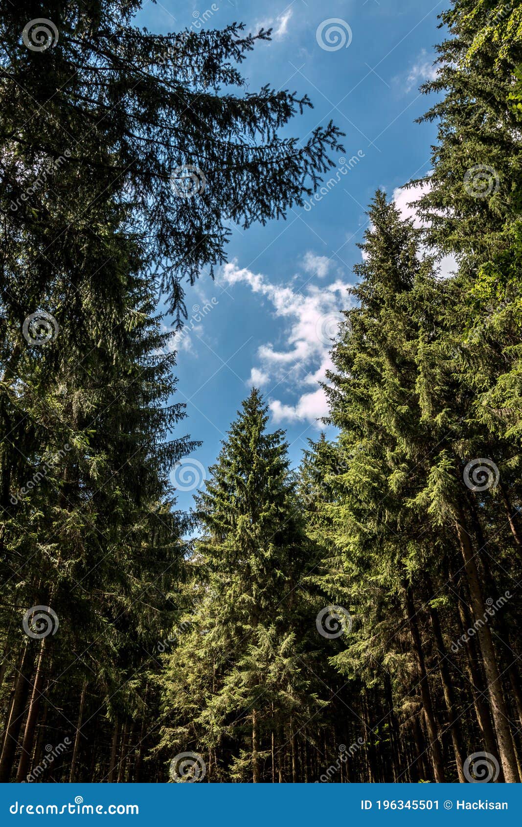 Trees and the Green Sky Deep Inside the Woods Stock Image - Image of ...