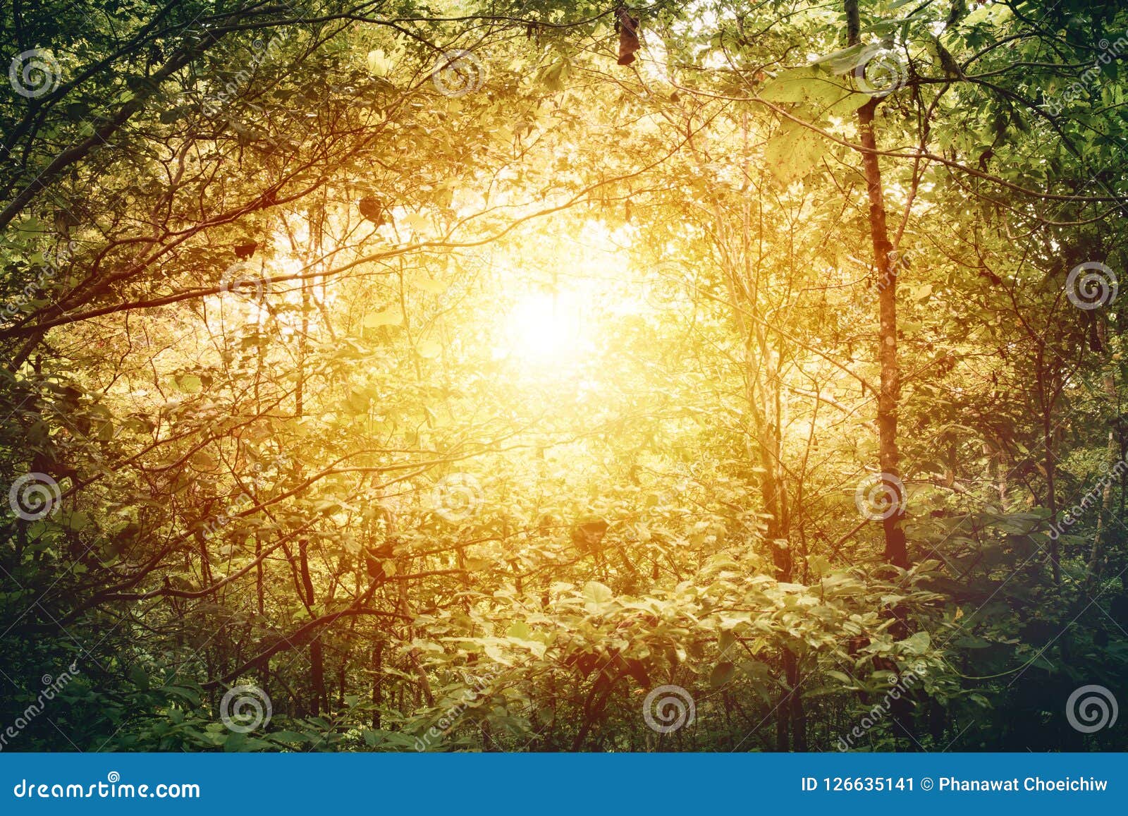 Trees Green with Sunlight at Sunset and Forest Background. Stock Image ...