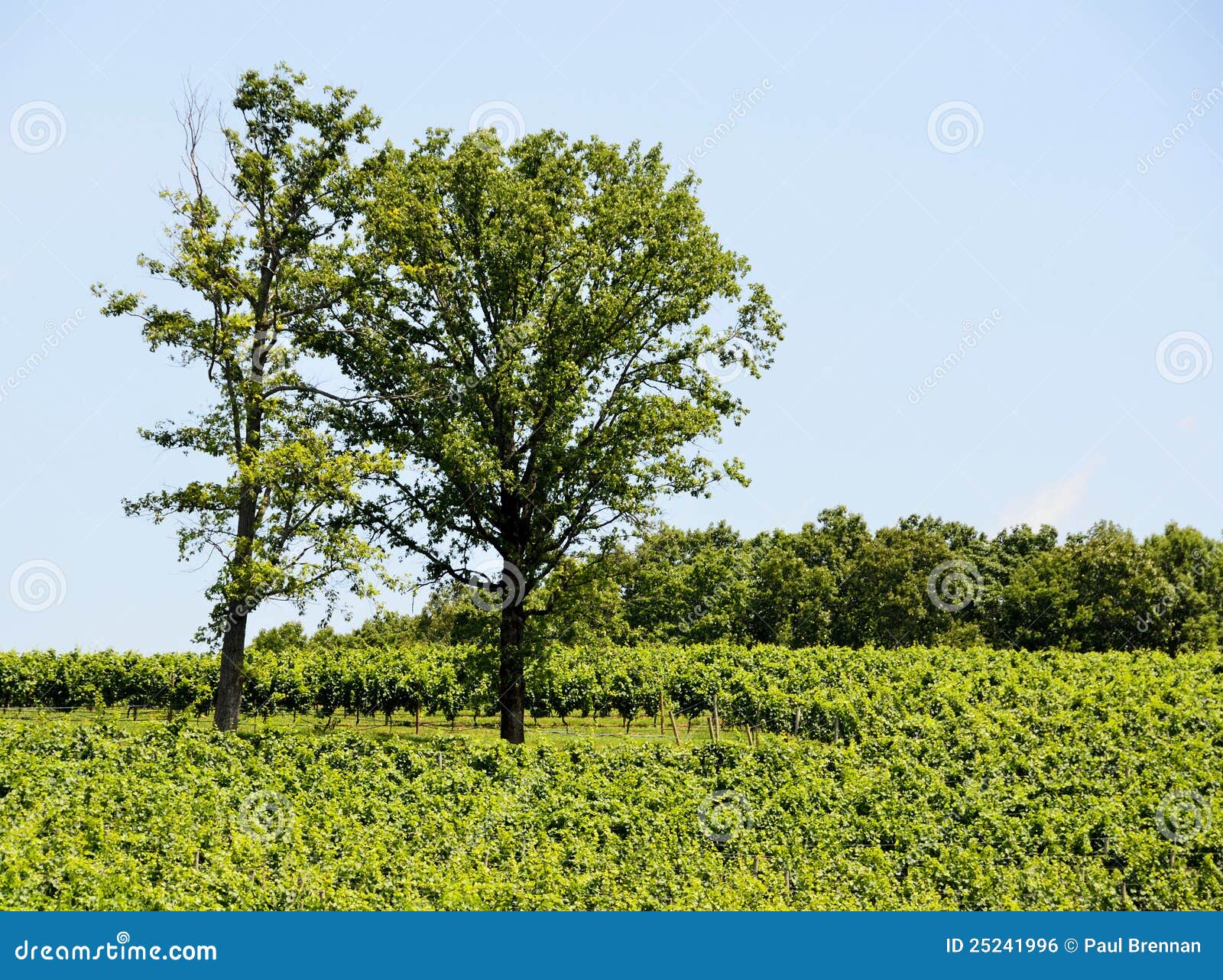 Trees in green vineyard stock photo. Image of vines, leafy - 25241996