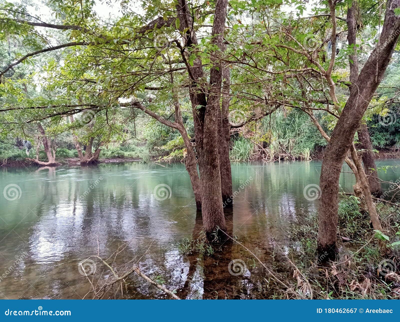 Trees and Green Water River Stock Image - Image of woodland, water ...