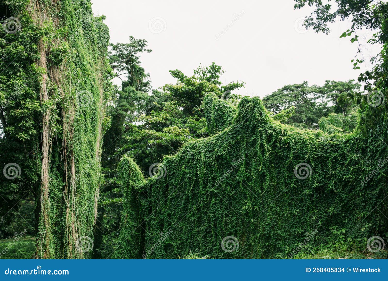 Trees and Greenery in Forestal Park in Havana Cuba Stock Photo - Image ...