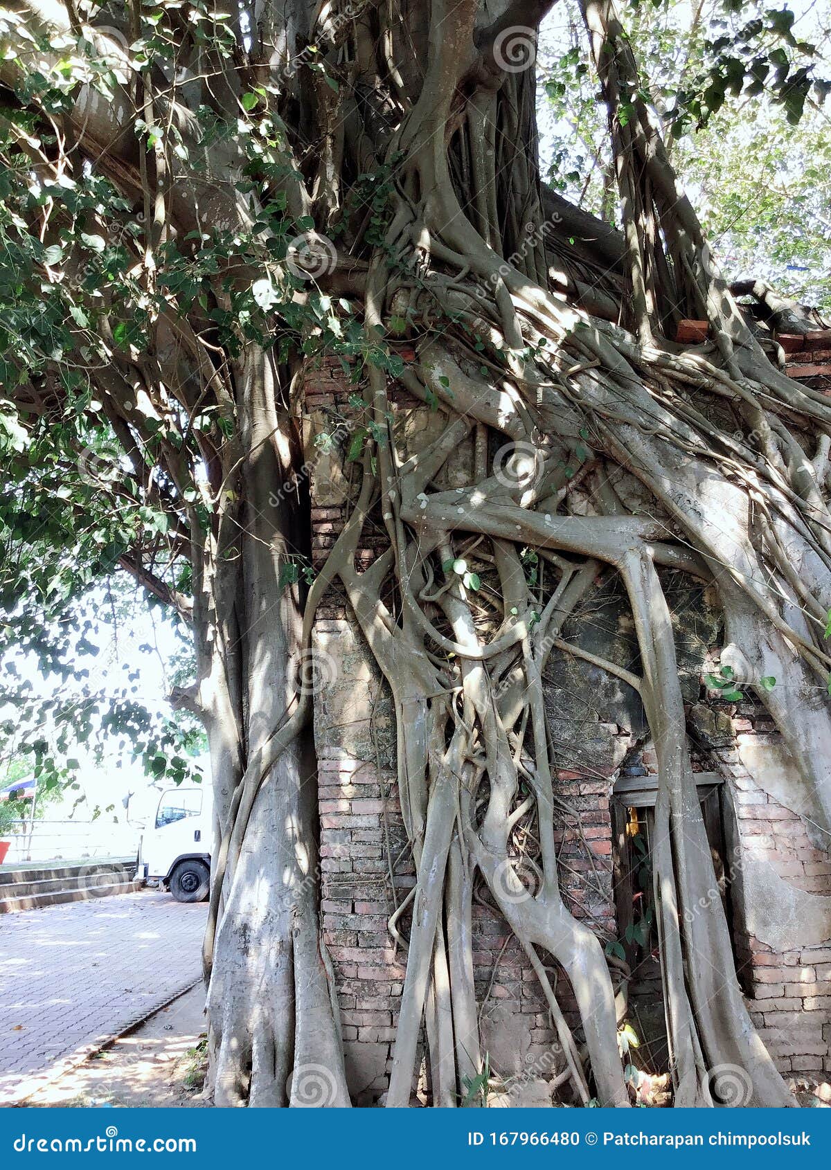 The Trees Grew Up Covering the Temple Stock Photo - Image of covering ...