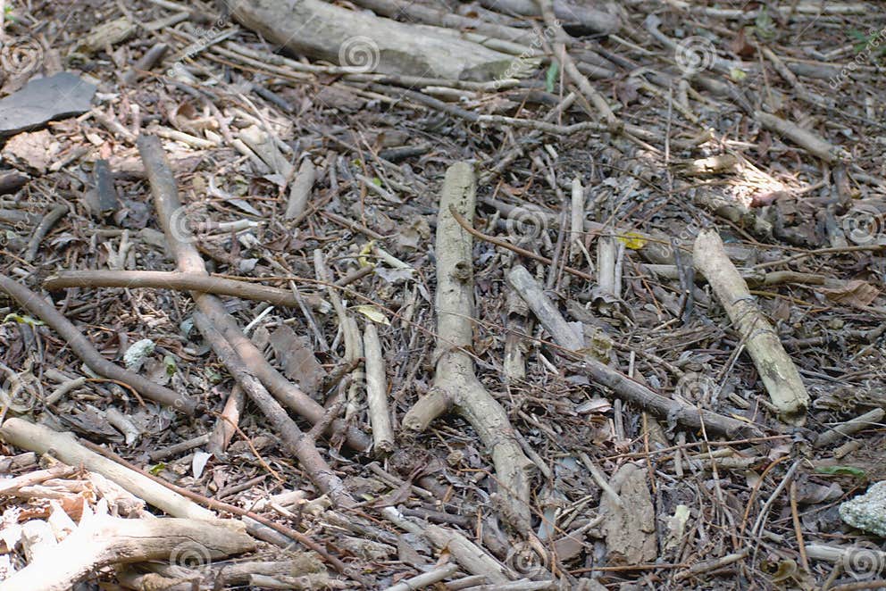 Trees of the ground stock photo. Image of types, tree - 98093414