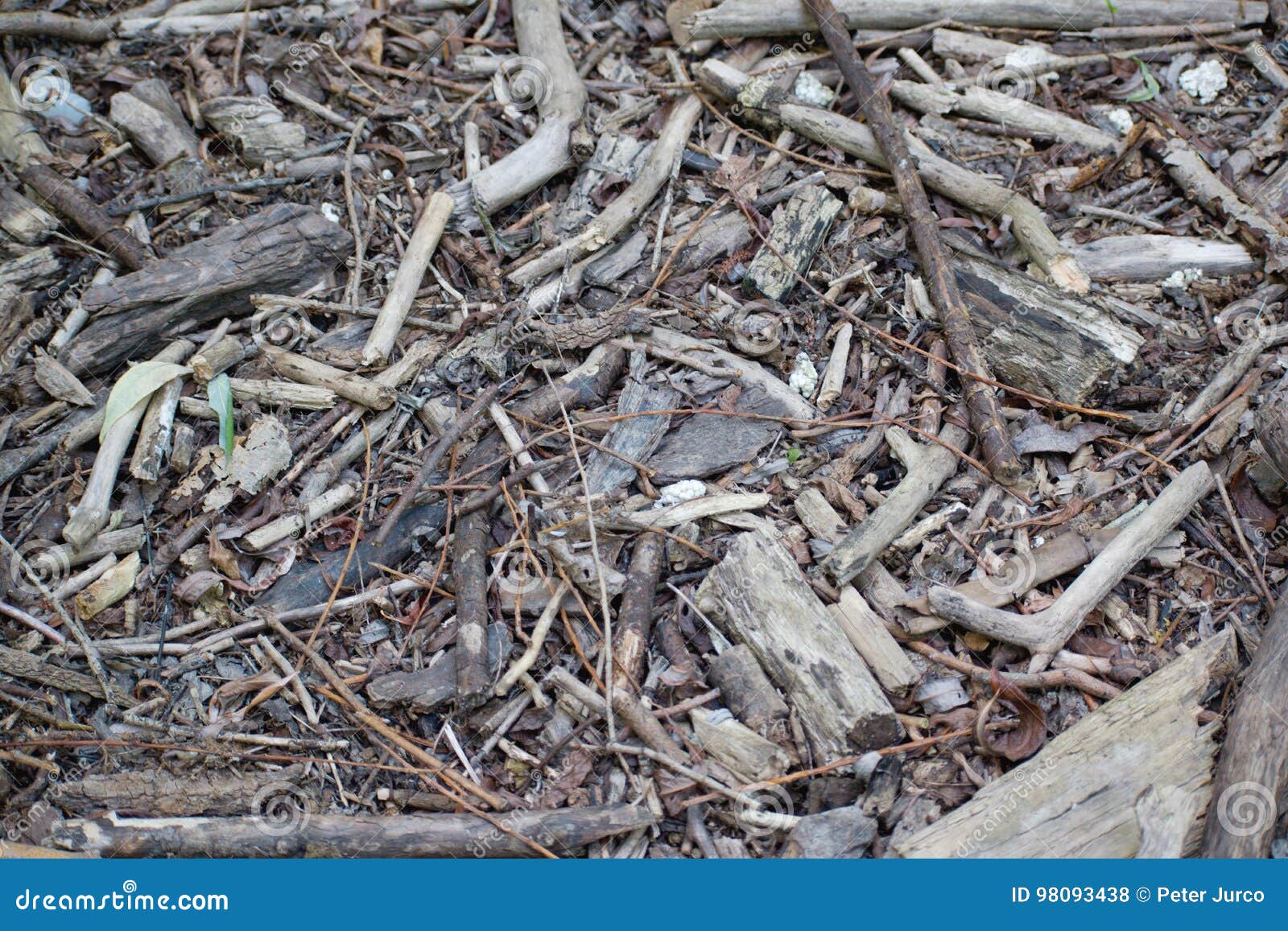 Trees of the ground stock photo. Image of light, ground - 98093438