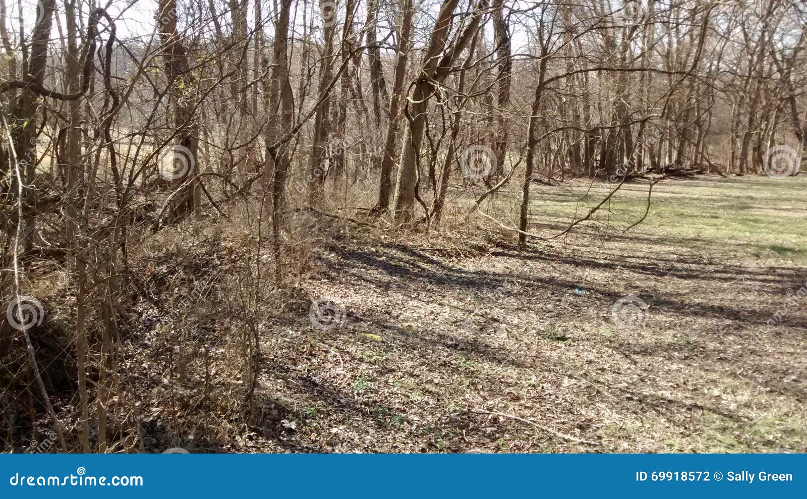 Trees and ground in fall. stock photo. Image of ground - 69918572