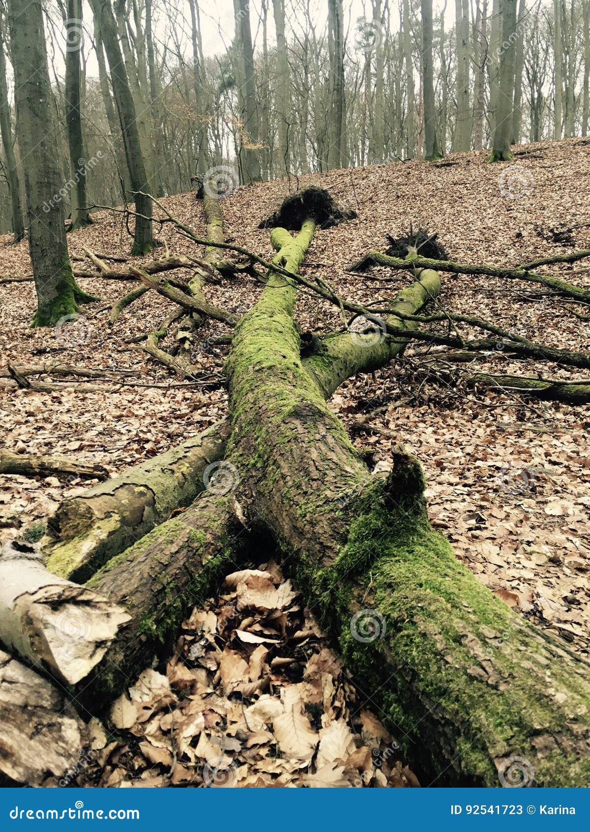 Trees on the Ground in the Middle of the Forest. Stock Image - Image of ...