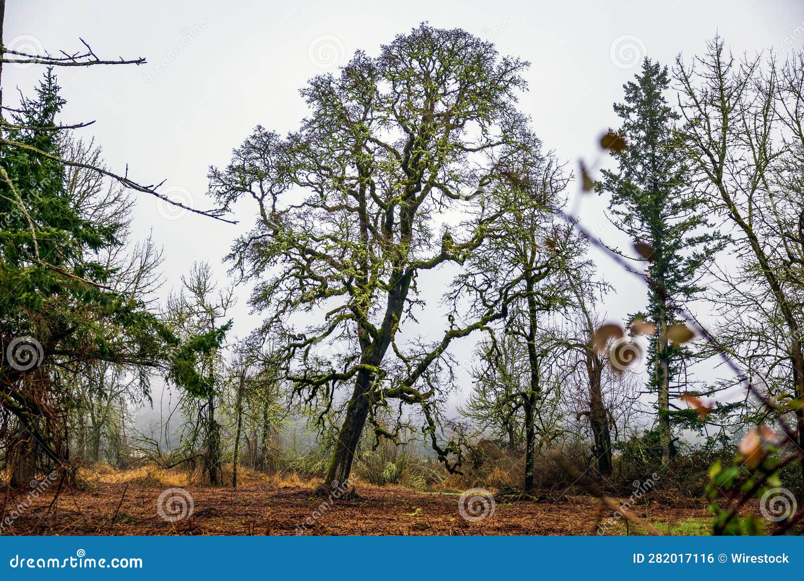 Trees that are on the Ground with One Thing Missing Out Stock Photo ...
