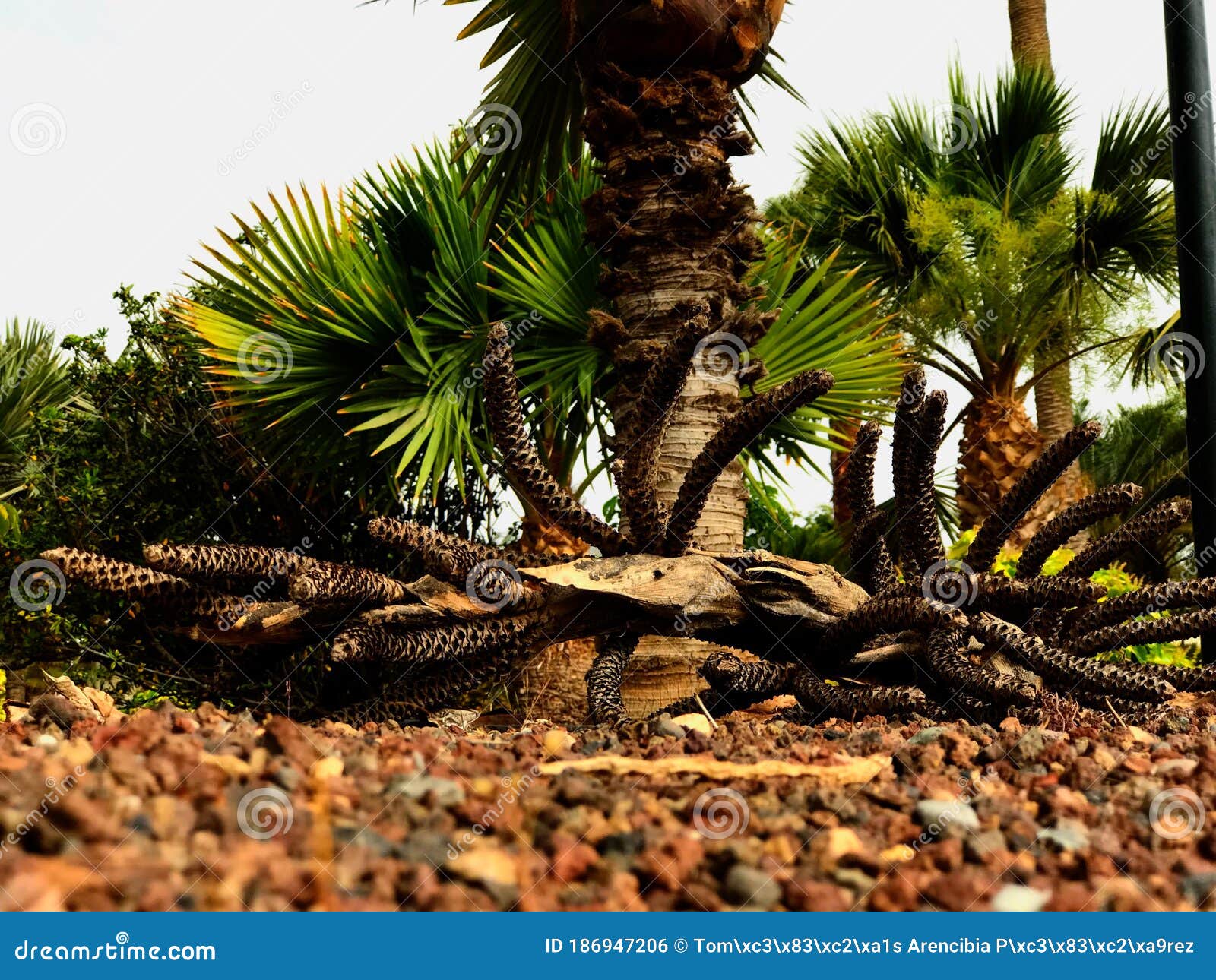 TREES from a GROUND POV stock photo. Image of foliage - 186947206