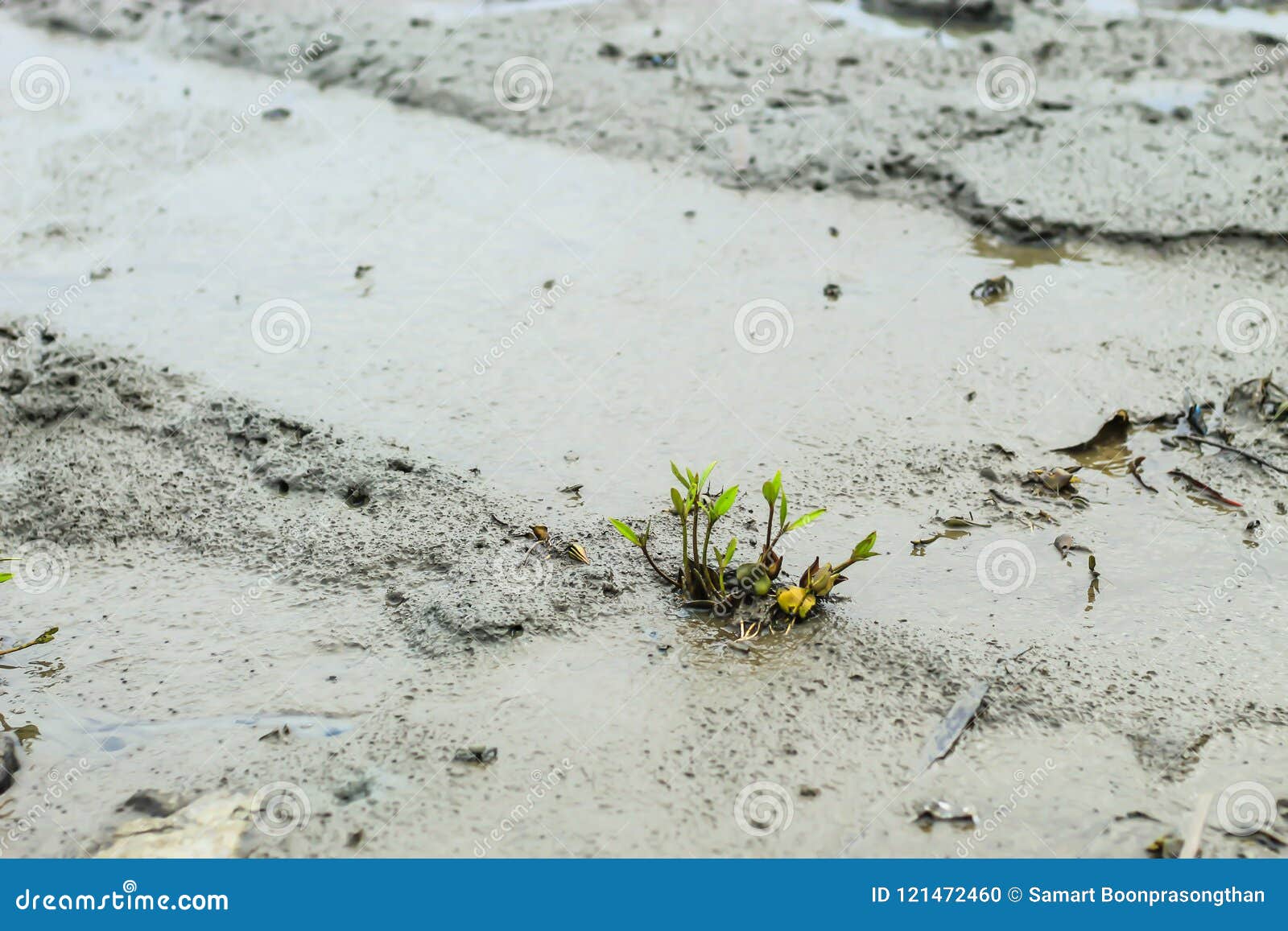 The Trees on the Ground To Mud. Stock Photo - Image of marine, desert ...