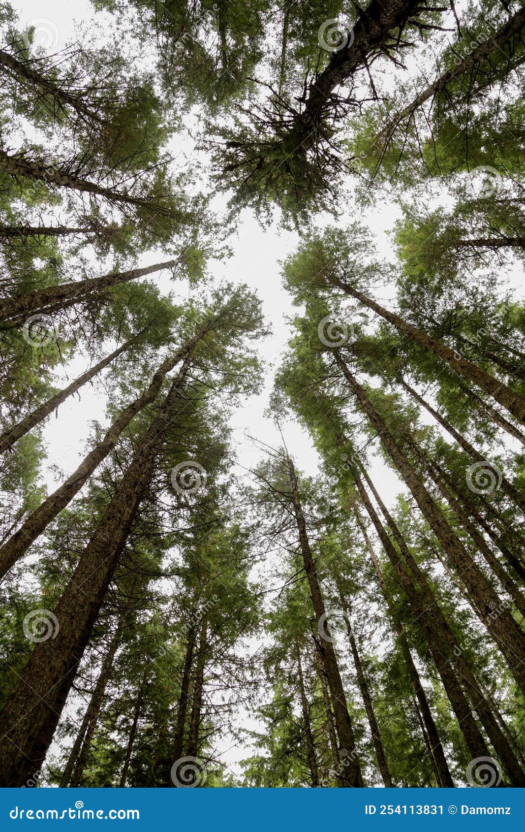 Trees from the ground up stock image. Image of ground - 254113831