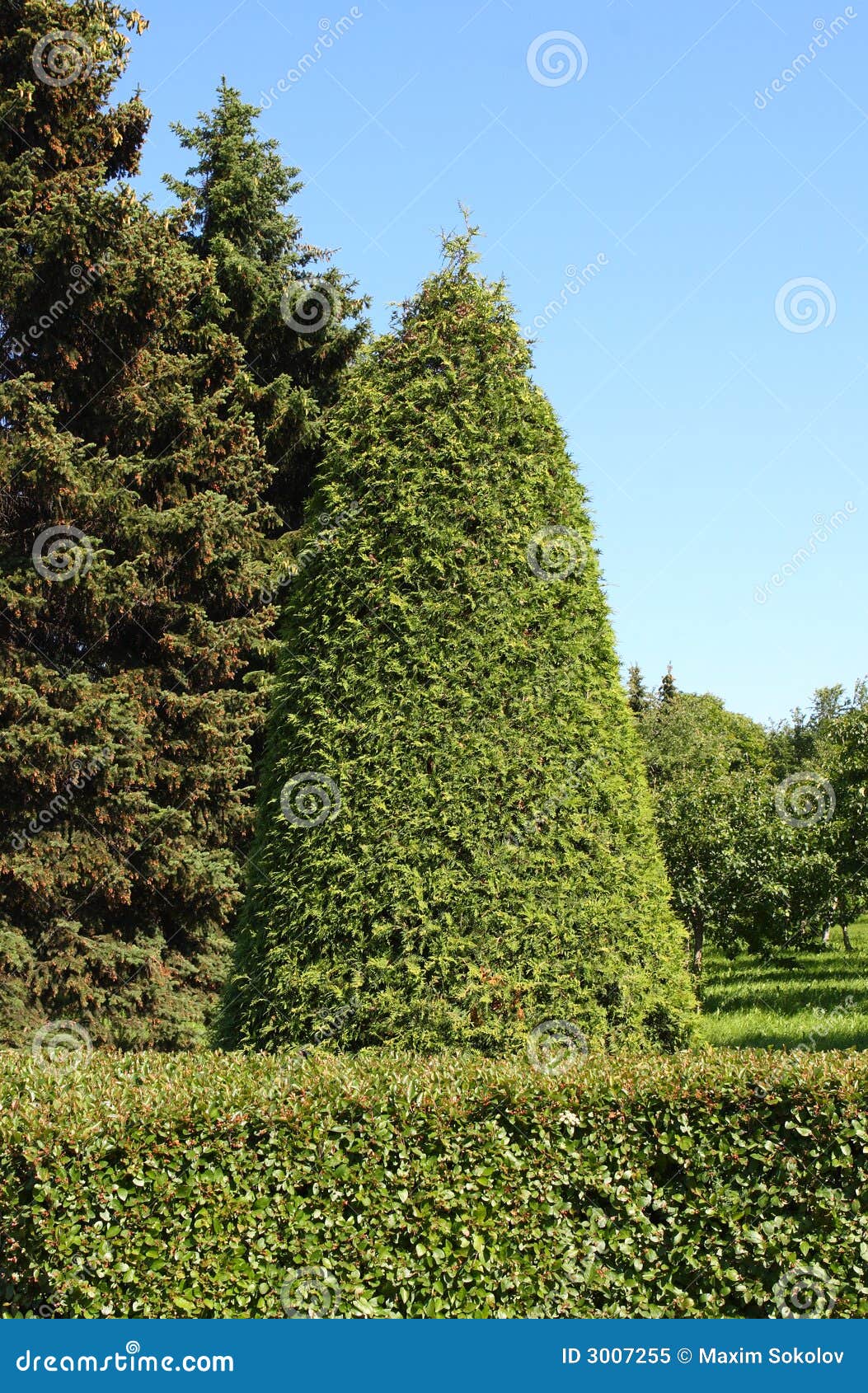 Trees grove stock image. Image of peace, branch, grass - 3007255