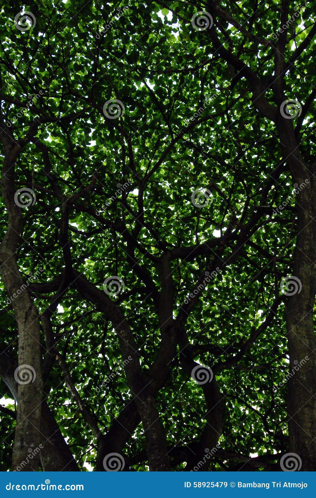 Trees that grow adjacent stock image. Image of enter - 58925479