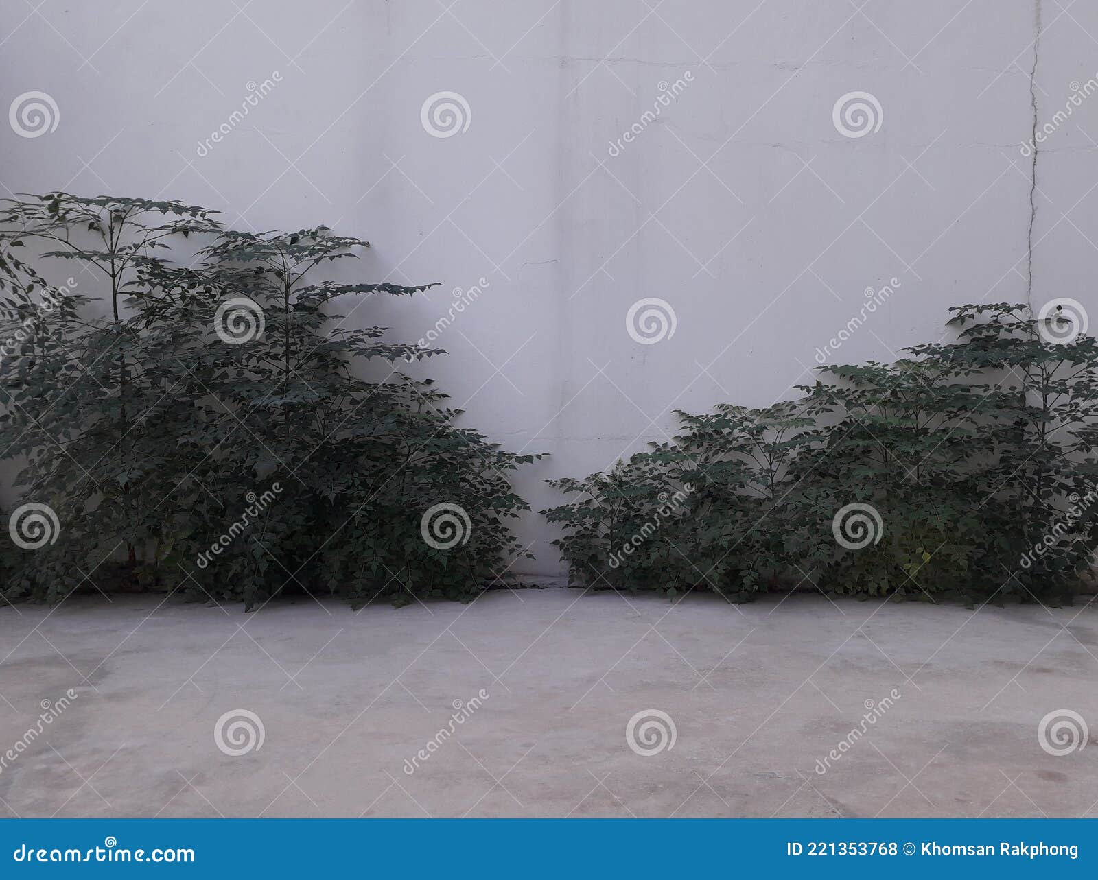 Trees Grow Along the Crevices between the Cement Floor and the Wall ...