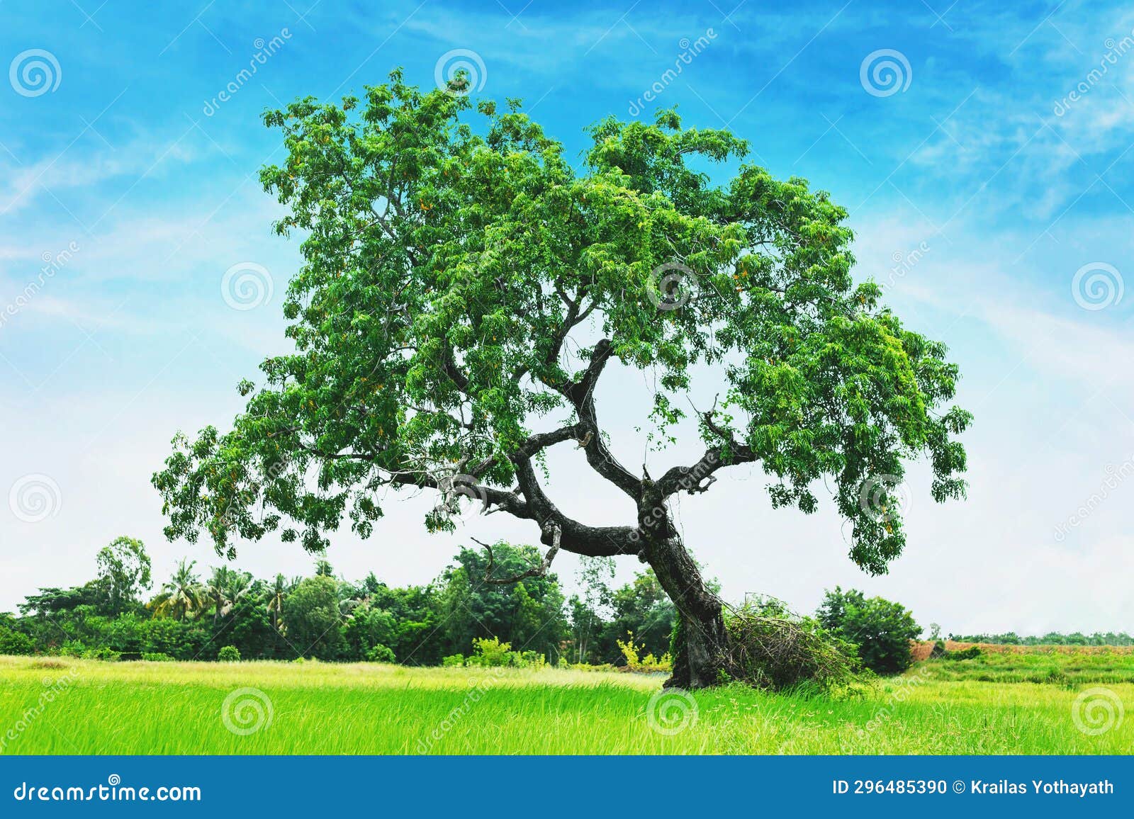 Trees that Grow on High Hills, Sky Background Stock Photo - Image of ...