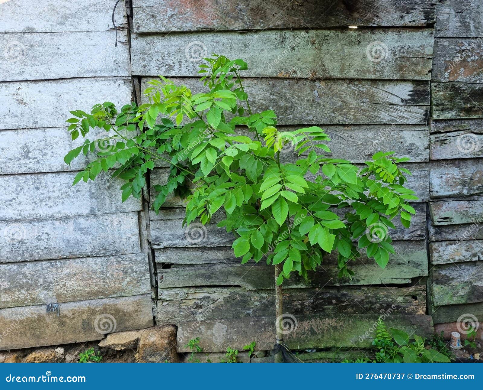 Trees Grow beside the House Stock Image - Image of yard, shrub: 276470737