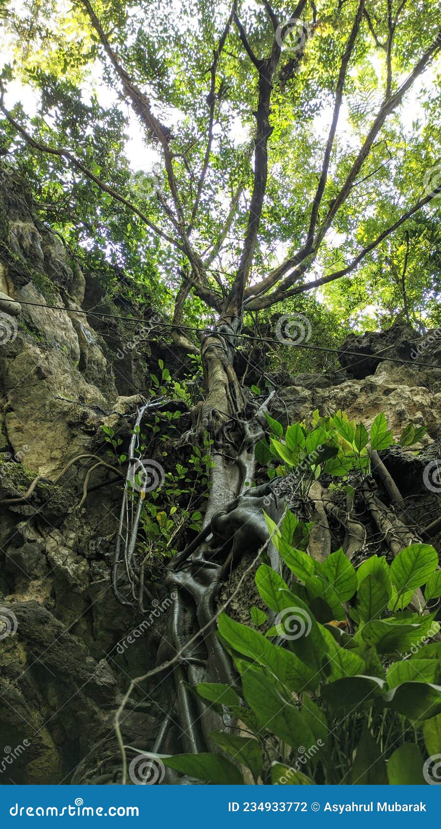 Trees grow on rock cliffs stock photo. Image of rock - 234933772